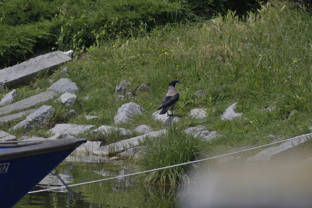 Hooded Crow from Province of Varese, Italy on June 6, 2023 at 11:34 AM ...
