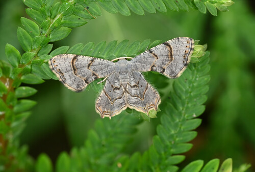 Epiplema pygmeata · iNaturalist