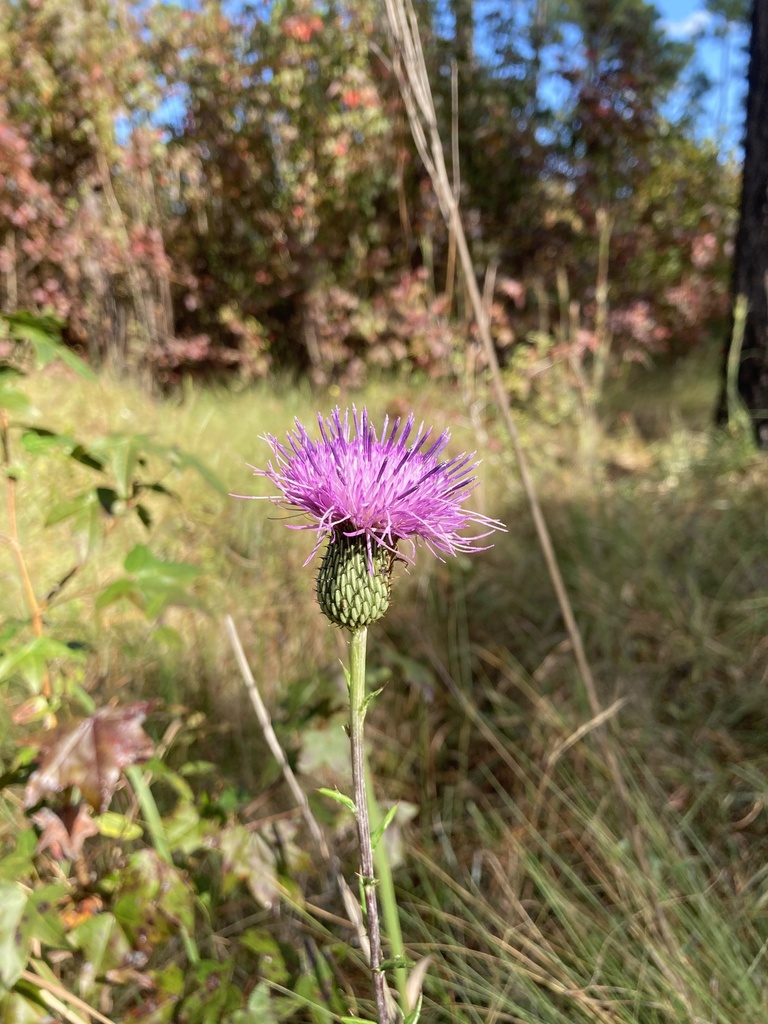 Virginia Thistle in October 2023 by elhughes30. The species was growing in well-maintained Pinus ...