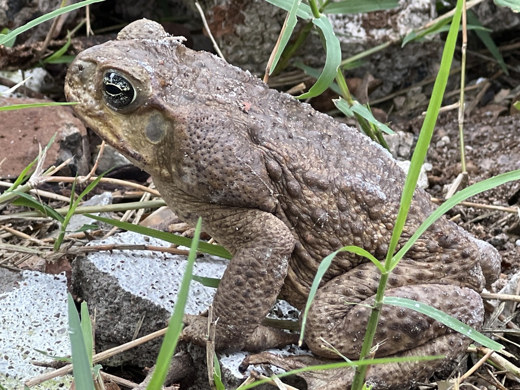 Giant Toad from Tamasopo, S.L.P., MX on December 13, 2023 at 10:21 AM ...