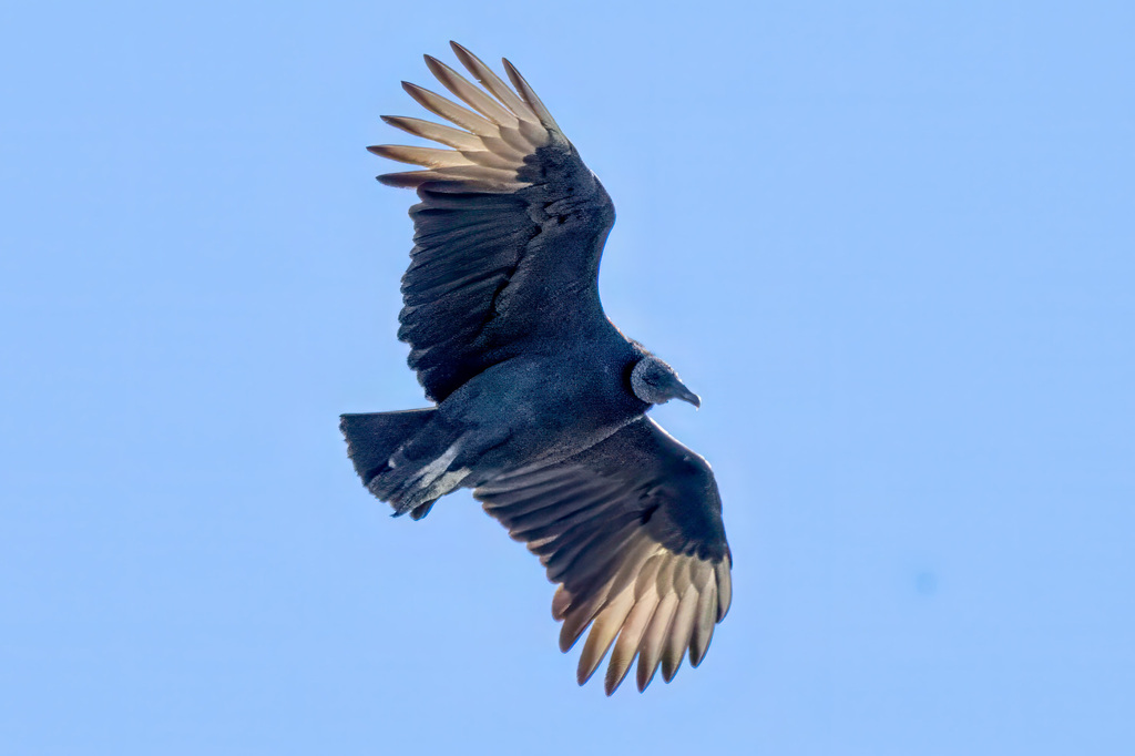 Black Vulture from Montgomery, AL, USA on December 10, 2023 at 06:47 AM ...