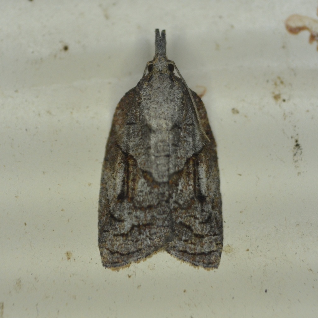 Tufted Apple Bud Moth from Glenn Dale, MD, USA on August 5, 2019 at 09: ...