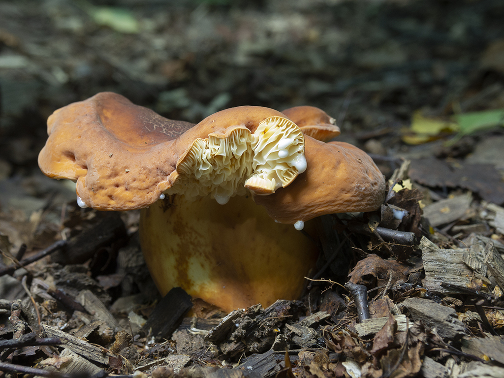 Weeping Milk Cap from Odintsovsky District, Moscow Oblast, Russia on ...