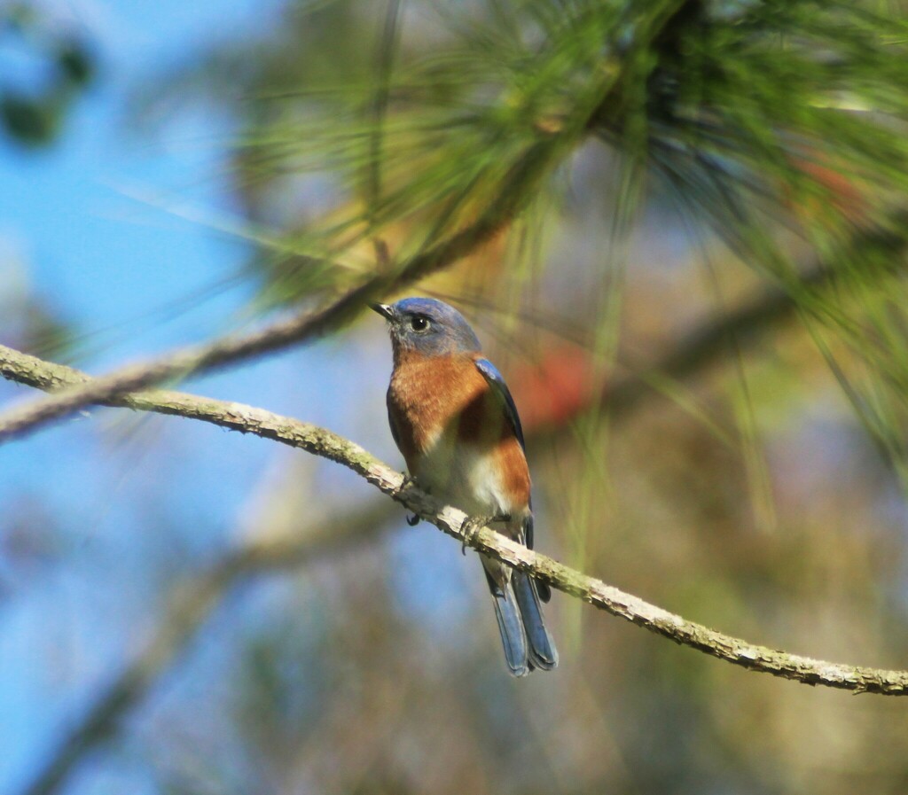 Eastern Bluebird from Wesley Chapel, FL, USA on December 6, 2023 at 02: ...