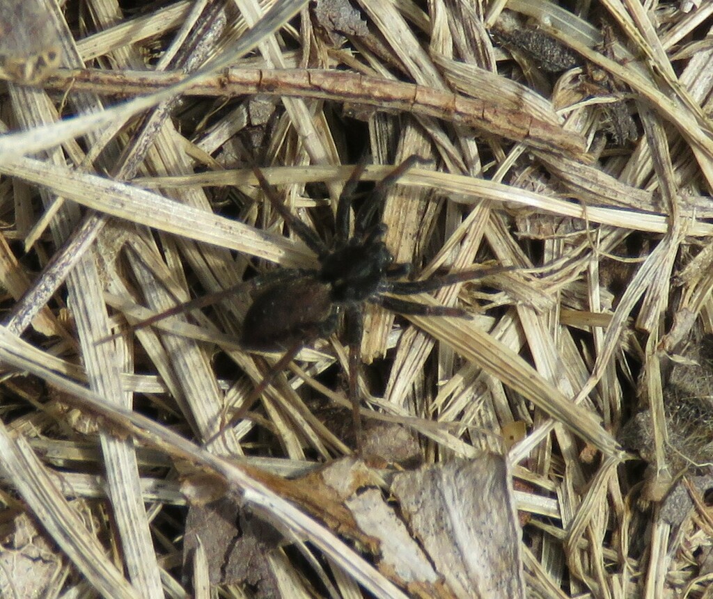 Thin-legged Wolf Spiders from 431 E Rd, Milton, VT 05468, USA on April ...