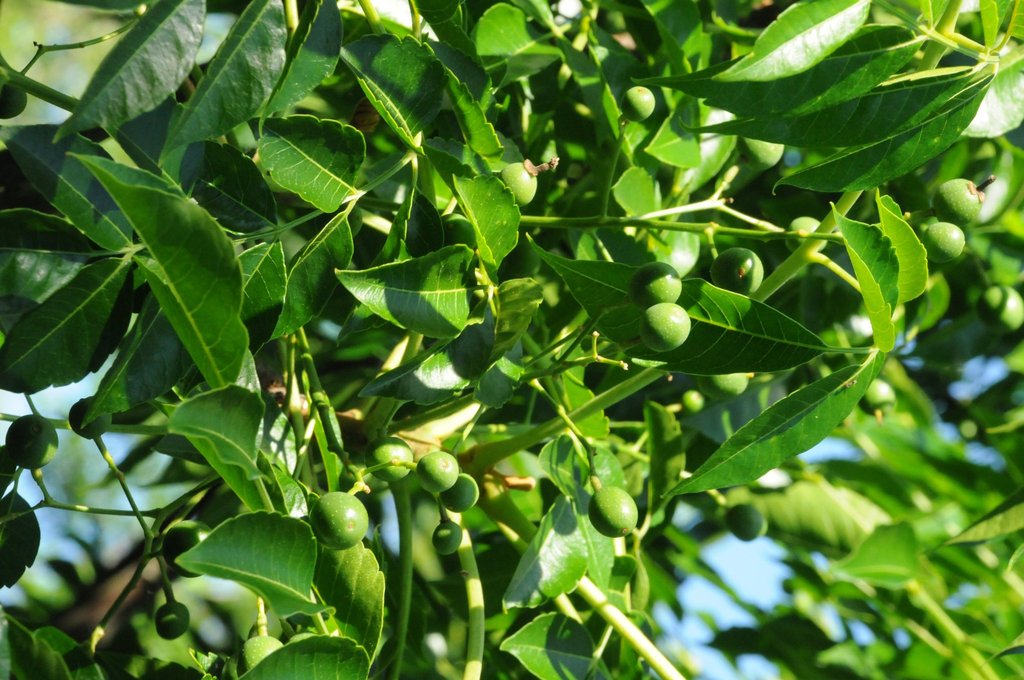 Chinaberry (LA Urban Forest Program) · iNaturalist