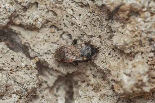 Observations by nana7mi · iNaturalist