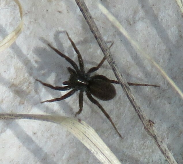 Spiders from 431 E Rd, Milton, VT 05468, USA on April 19, 2021 at 12:09 ...