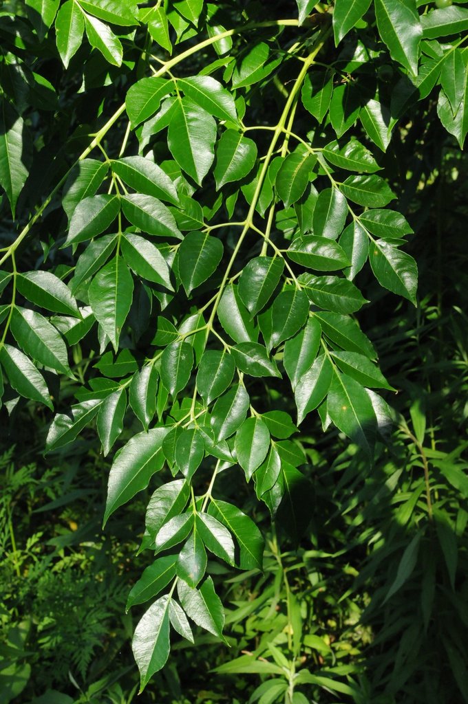 Chinaberry (LA Urban Forest Program) · iNaturalist