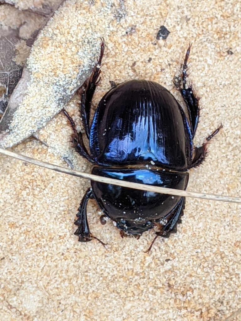 Florida Deep-digger Scarab from Beverly Hills, FL 34465, USA on ...