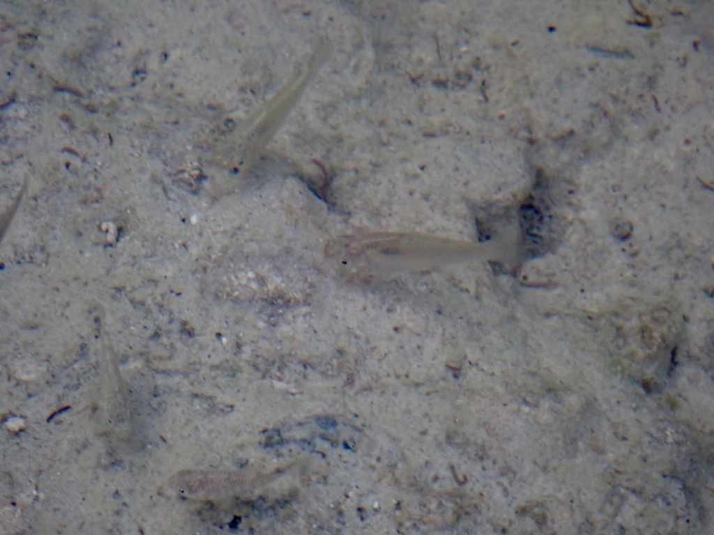 Sheepshead Minnow from Summerland Key, FL 33042, États-Unis on December ...