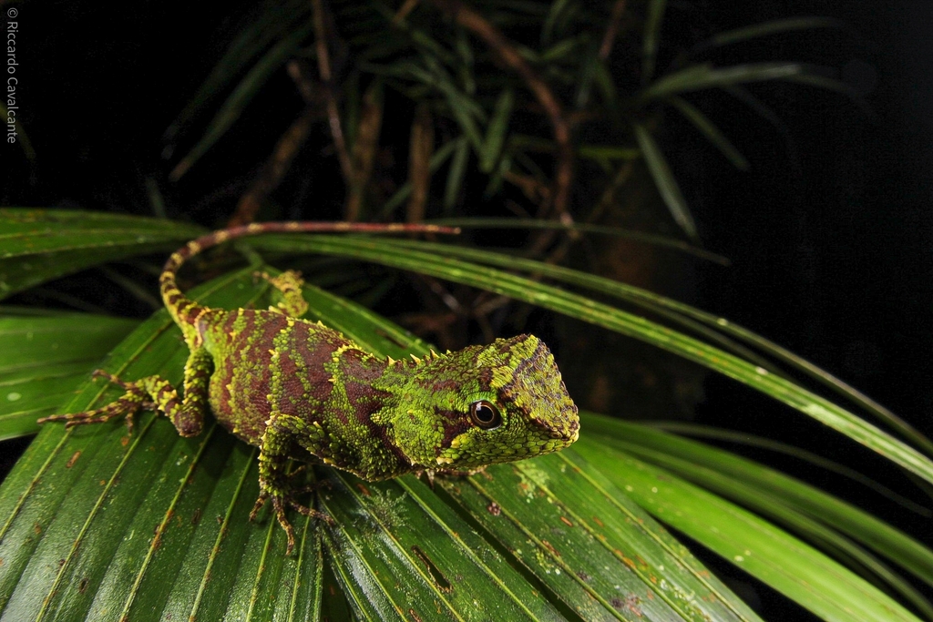 Sabah Eyebrow Lizard from 2G6Q+7R, Kinabalu Park, 89300 Kundasang ...