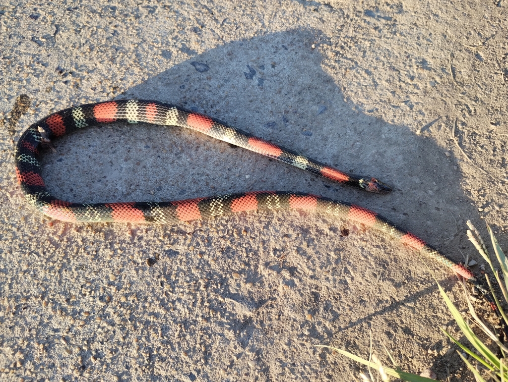 Guibe's Flame Snake from 1° de Mayo, Chaco, Argentina on December 12 ...