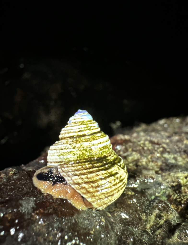 Calliostoma from Northwest Pass, Samish TDSA, WA, US on December 12 ...