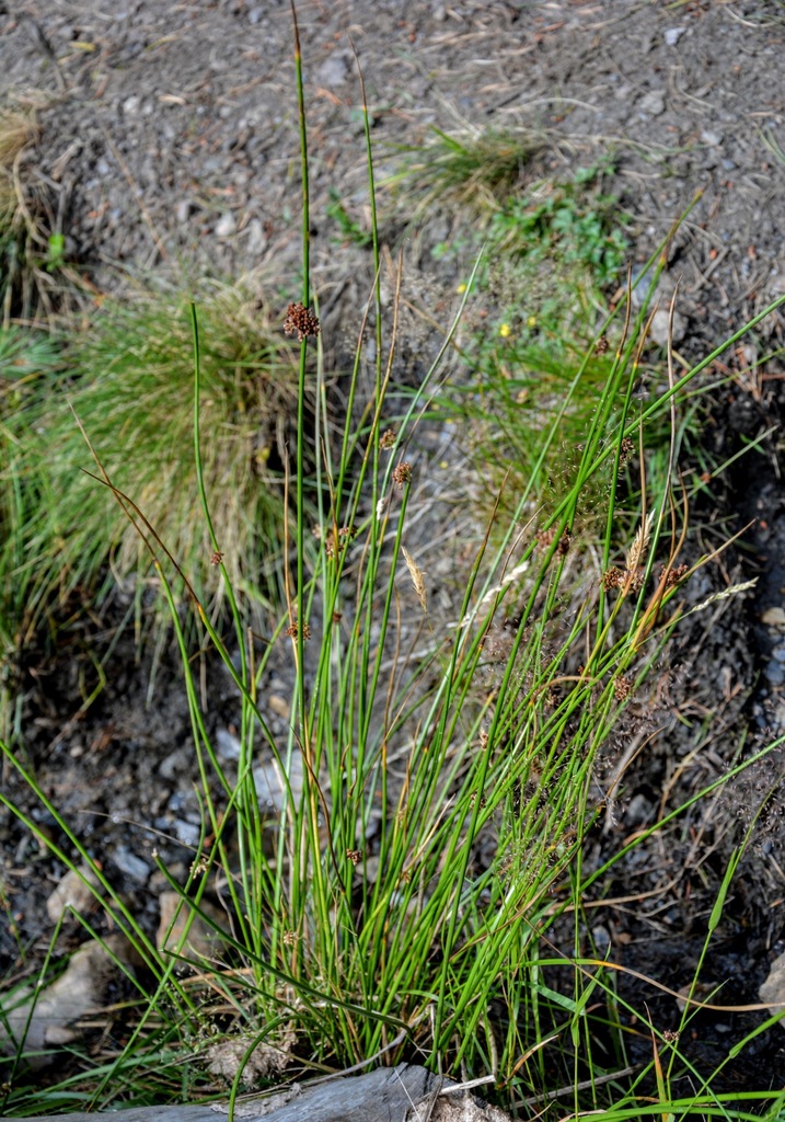 Thread Rush from Gistain, Huesca, España on August 8, 2017 at 05:57 PM ...