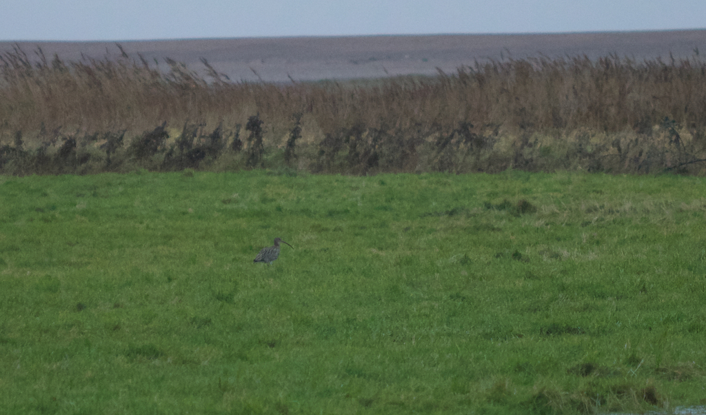 Eurasian Curlew from Salthouse, Holt NR25, UK on December 13, 2023 at ...