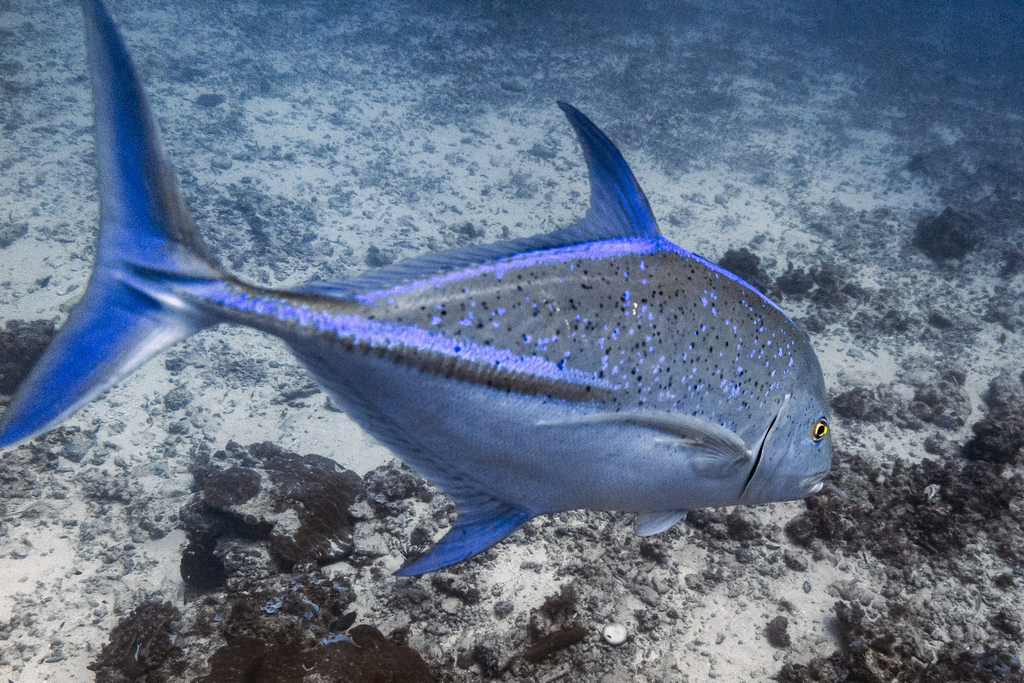 Bluefin Trevally from Mafia, TZ-PW, TZ on November 23, 2023 at 10:53 AM ...