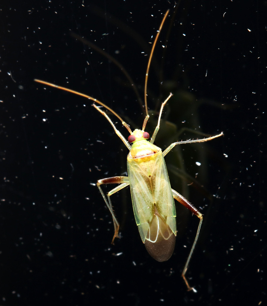 Creontiades dilutus in December 2023 by juliegraham173 · iNaturalist