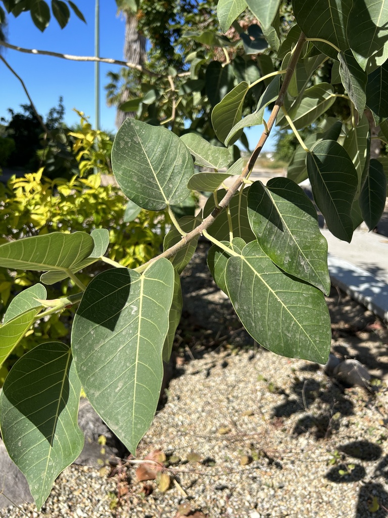 Ficus petiolaris palmeri from Universidad Autónoma de Baja California ...