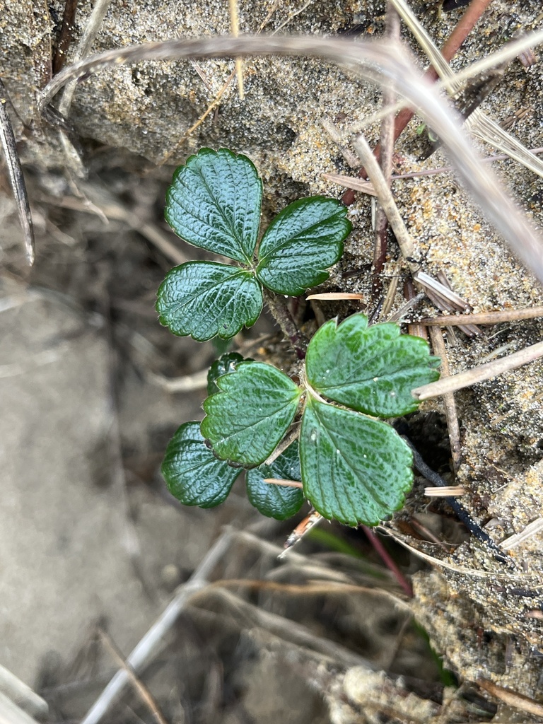 beach strawberry from Pacific City, OR, US on December 13, 2023 at 10: ...