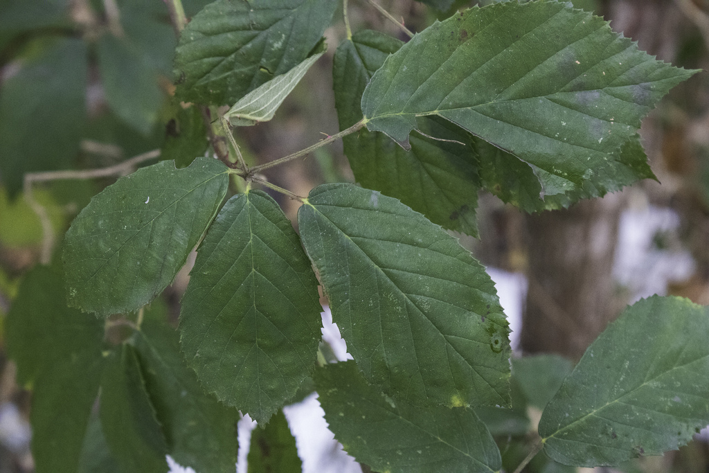 Rubus hirtus from Czernica, Polska on December 13, 2023 at 01:26 PM by ...