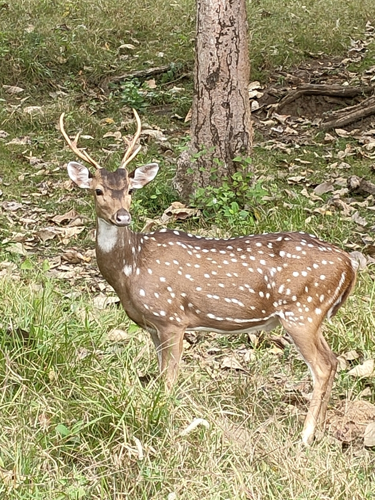 Indian Spotted Deer from Melukote, Karnataka 571114, India on December ...