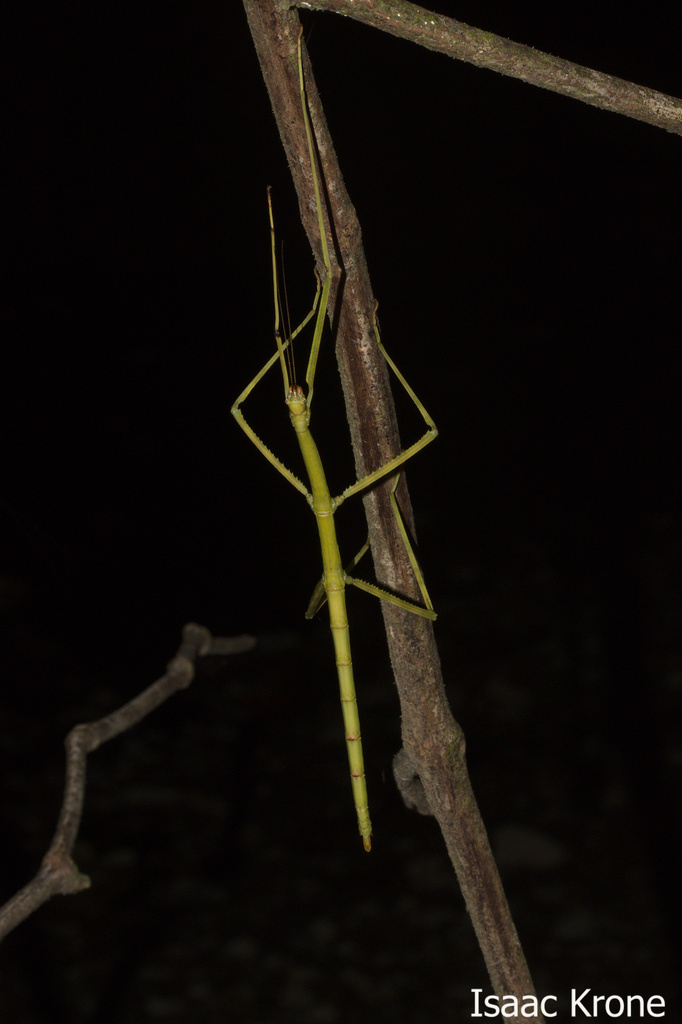 Nesiophasma Plateni From Sangihe Talaud Sulawesi Utara Indonesia On