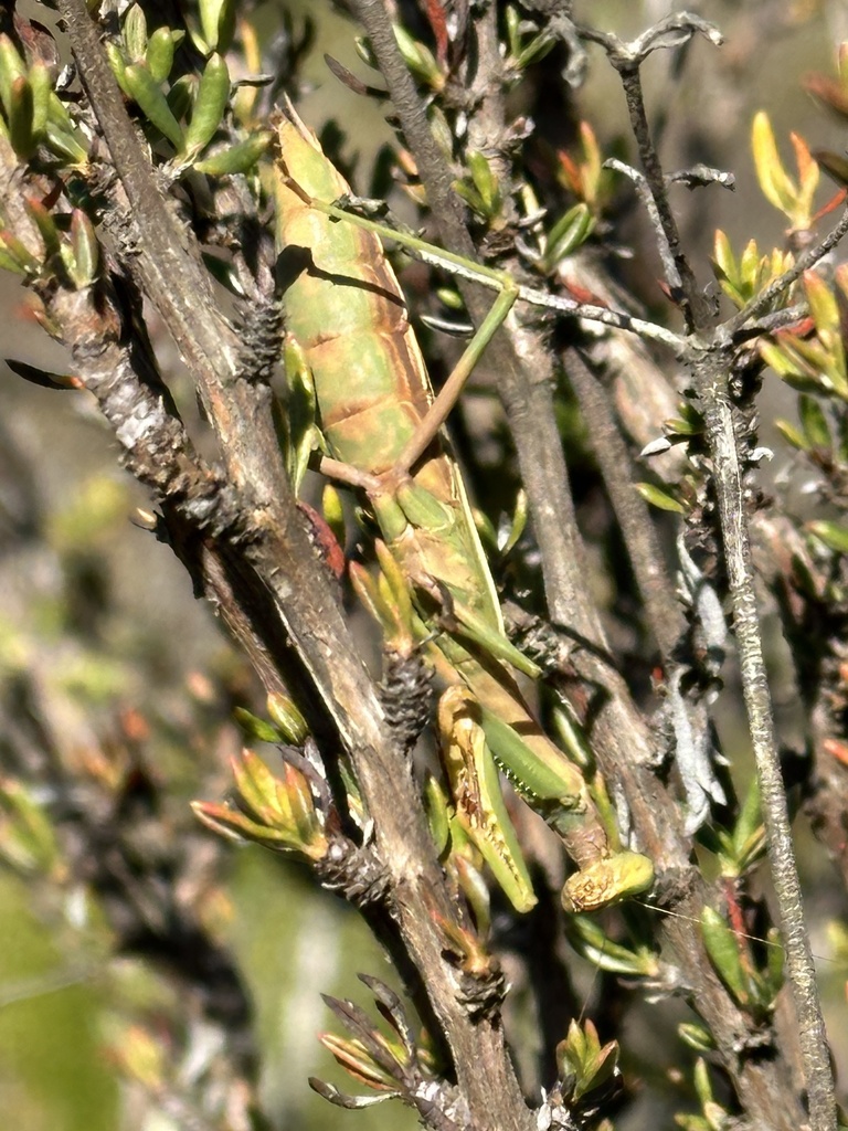 Mediterranean Mantis from Mission Trails Regional Park, San Diego, CA ...