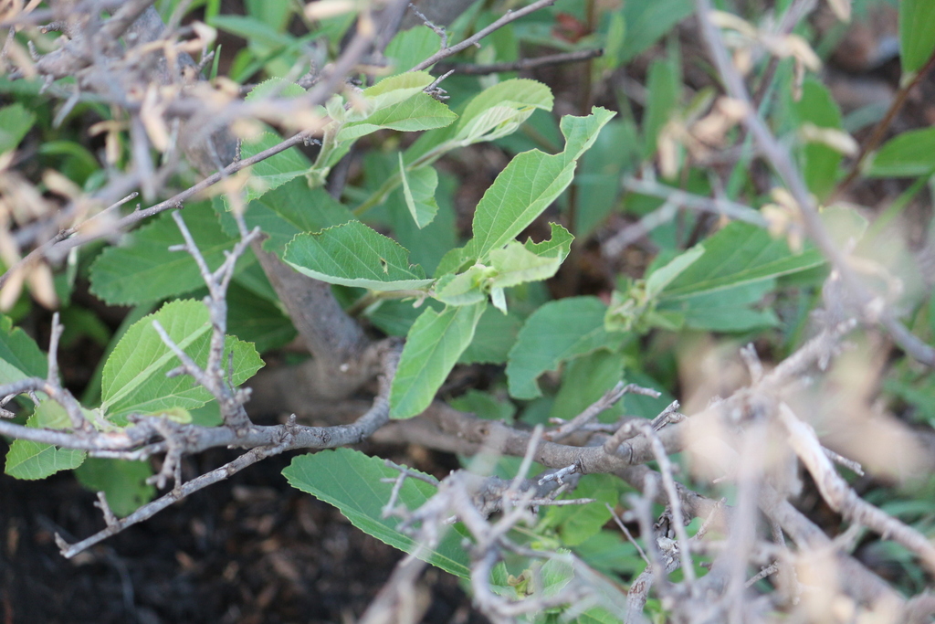 Velvet Raisin from West Rand District Municipality, South Africa on ...