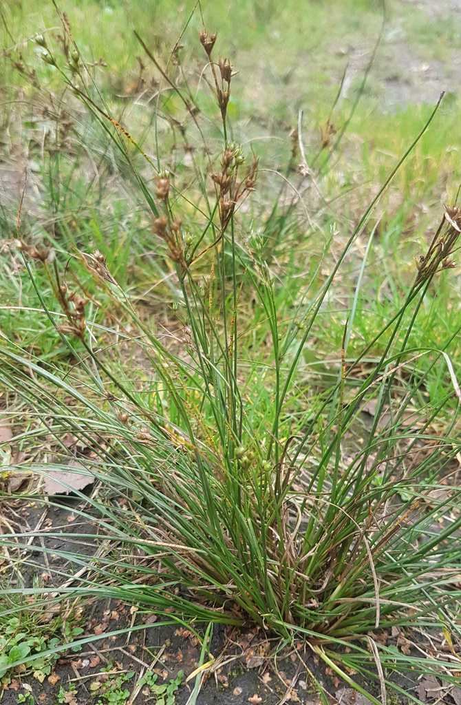 Slender Path Rush from Cheshire East, UK on September 24, 2023 at 05:11 ...