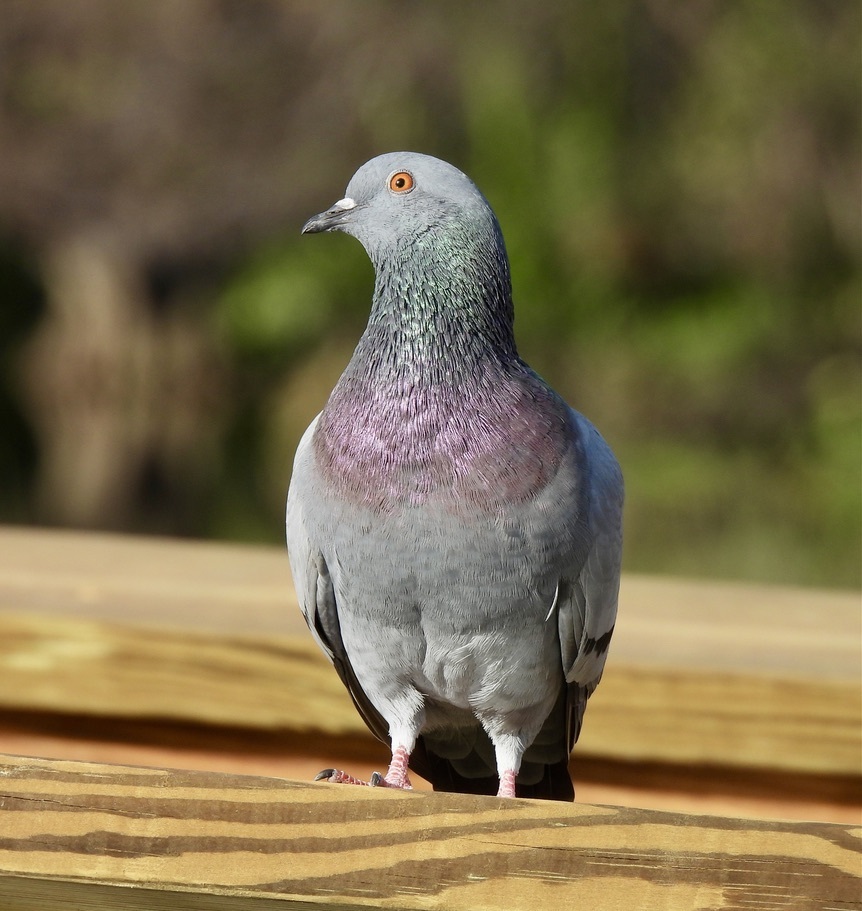 Feral Pigeon from Palm Beach County, FL, USA on December 11, 2023 at 10 ...
