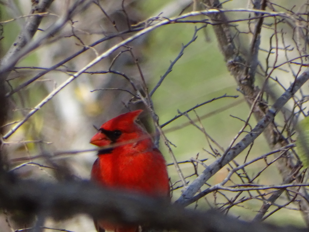 Northern Cardinal from Trinity River Audubon Center, Dallas, TX, US on ...