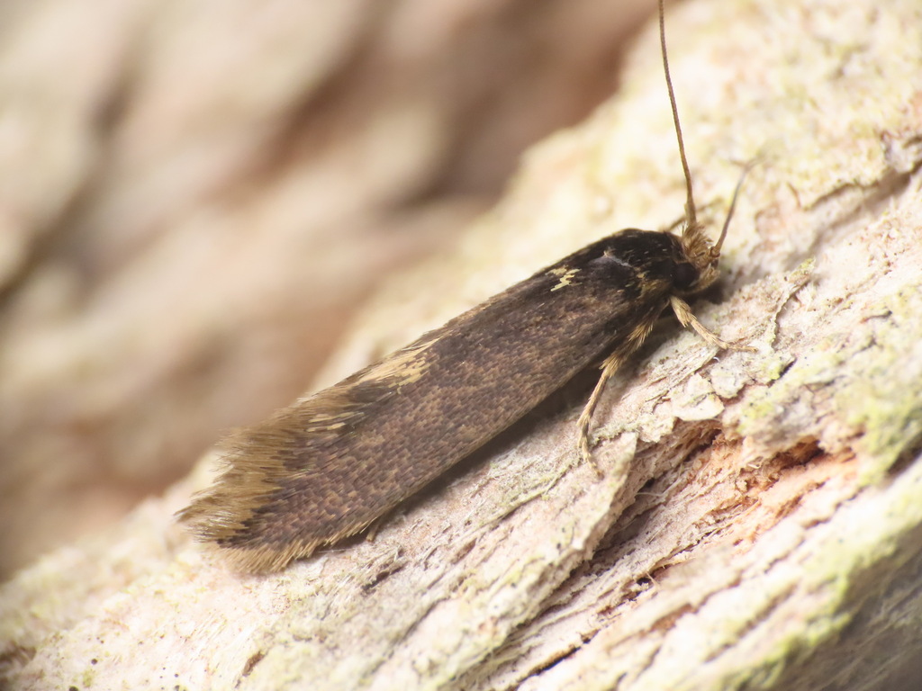 Detritus Moth from Matapouri 0173, New Zealand on October 18, 2023 at ...