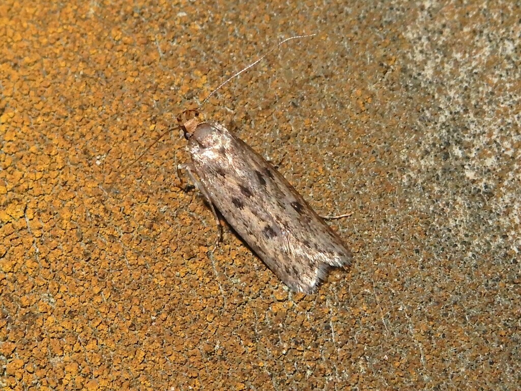 Brown House Moth from Ashhurst, New Zealand on December 11, 2023 at 09: ...