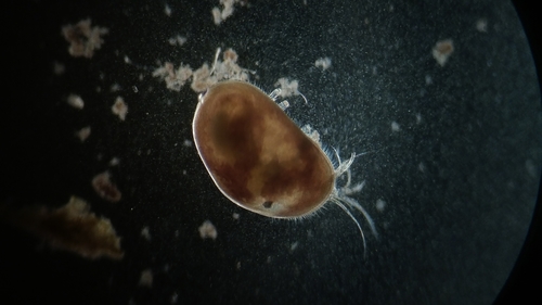 Ostracodos (Podocopida)
