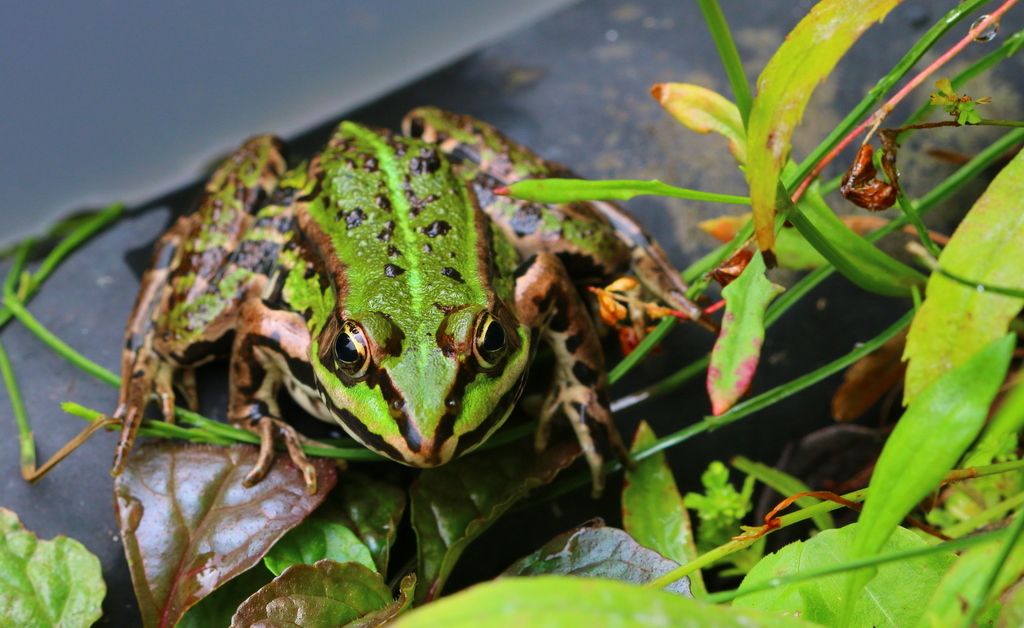 Pool Frog from leek on July 8, 2017 at 12:34 PM by tjeerd · iNaturalist