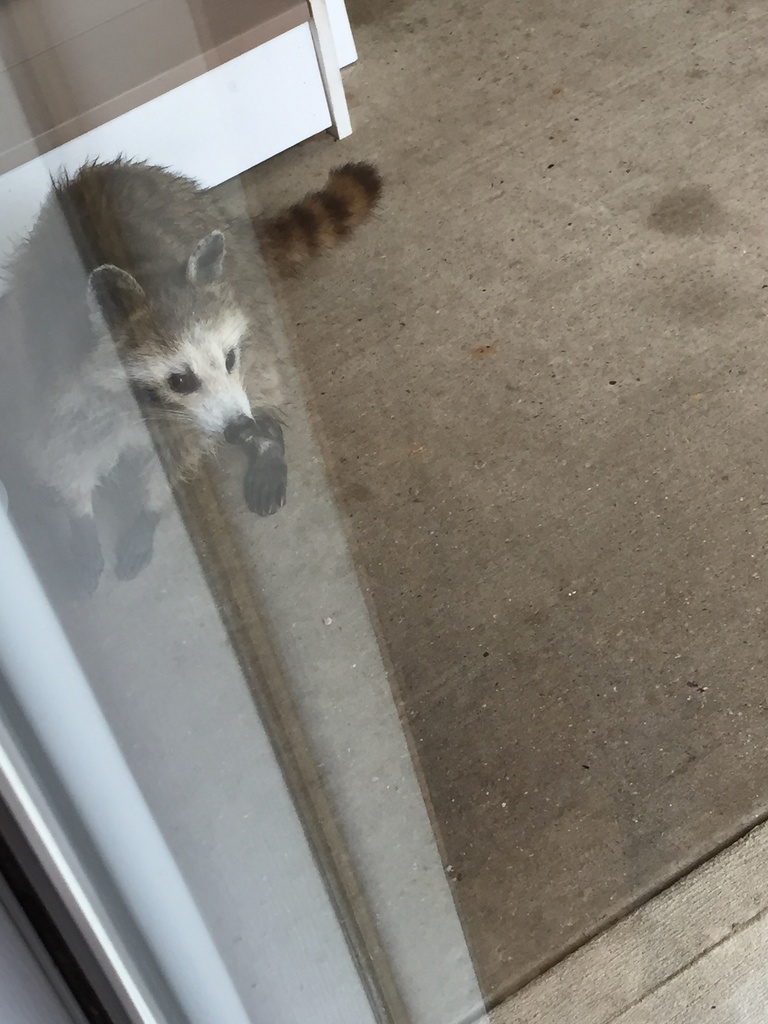 Common Raccoon in June 2019 by nicolekiz · iNaturalist