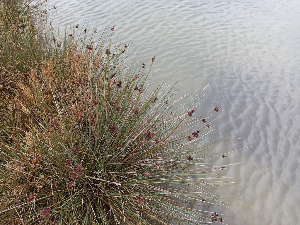 spiny rush from Тиват, Црна Гора on December 13, 2023 at 10:26 PM by ...