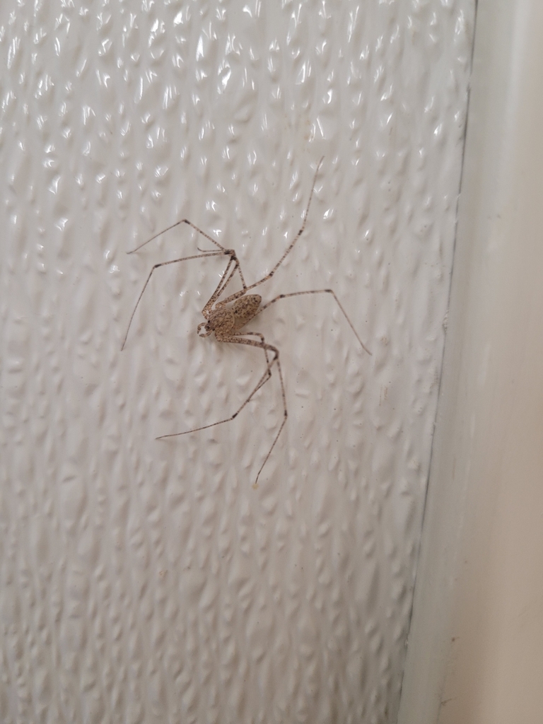 Scytodes atlacoya from Russellville, AR, USA on December 13, 2023 at 06 ...