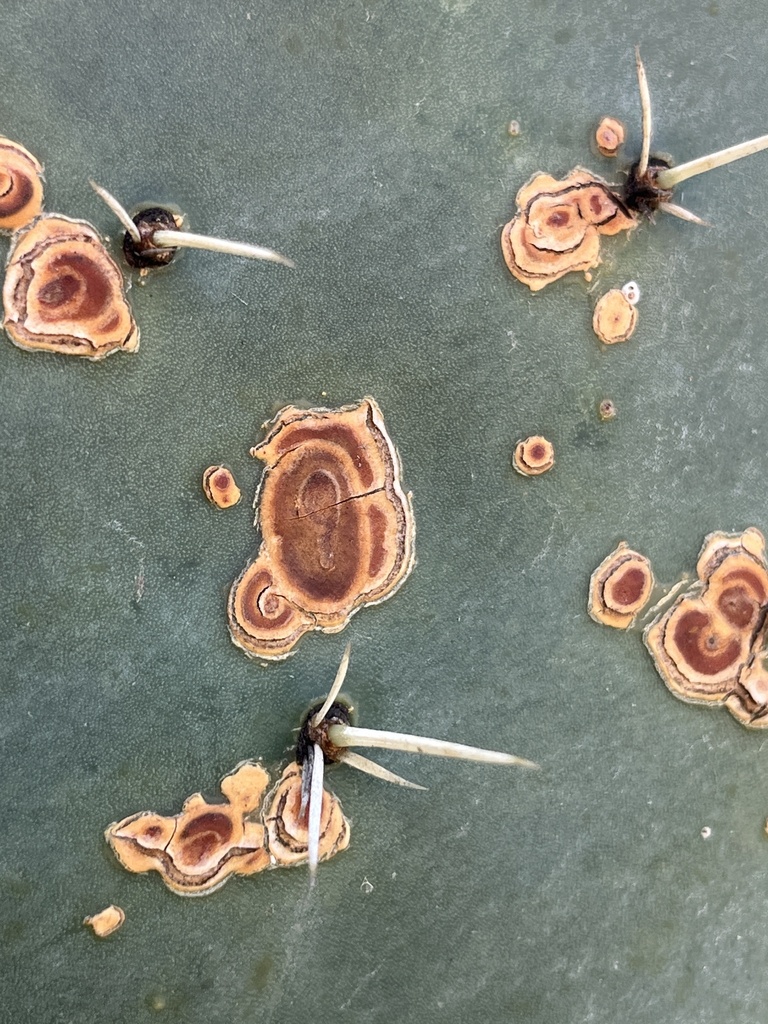 Phyllosticta concava from Santa Catalina Island, Avalon, CA, US on ...