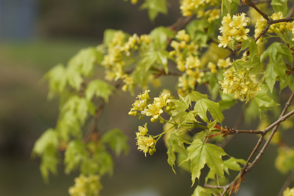 Shandong Maple from Тедун, Аньшань, Ляонин, Китай on April 19, 2014 at ...