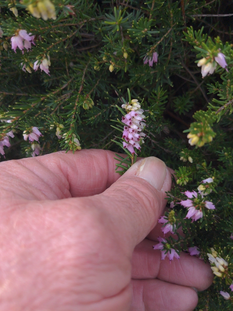 common heather from Agate Beach, Newport, OR, USA on December 13, 2023 ...