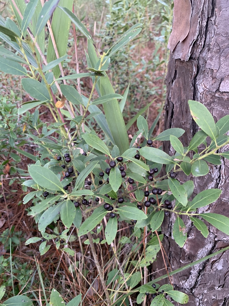 gallberry in December 2023 by agig01 · iNaturalist