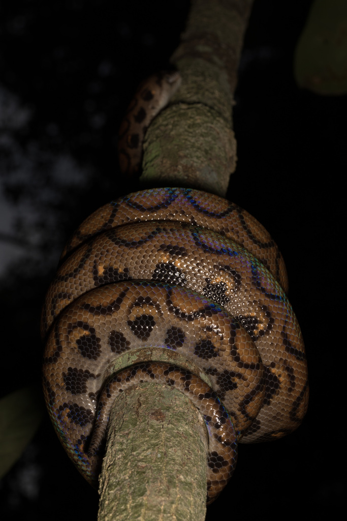 Western Rainbow Boa from Tambopata-Provinz, Peru on August 14, 2023 at ...