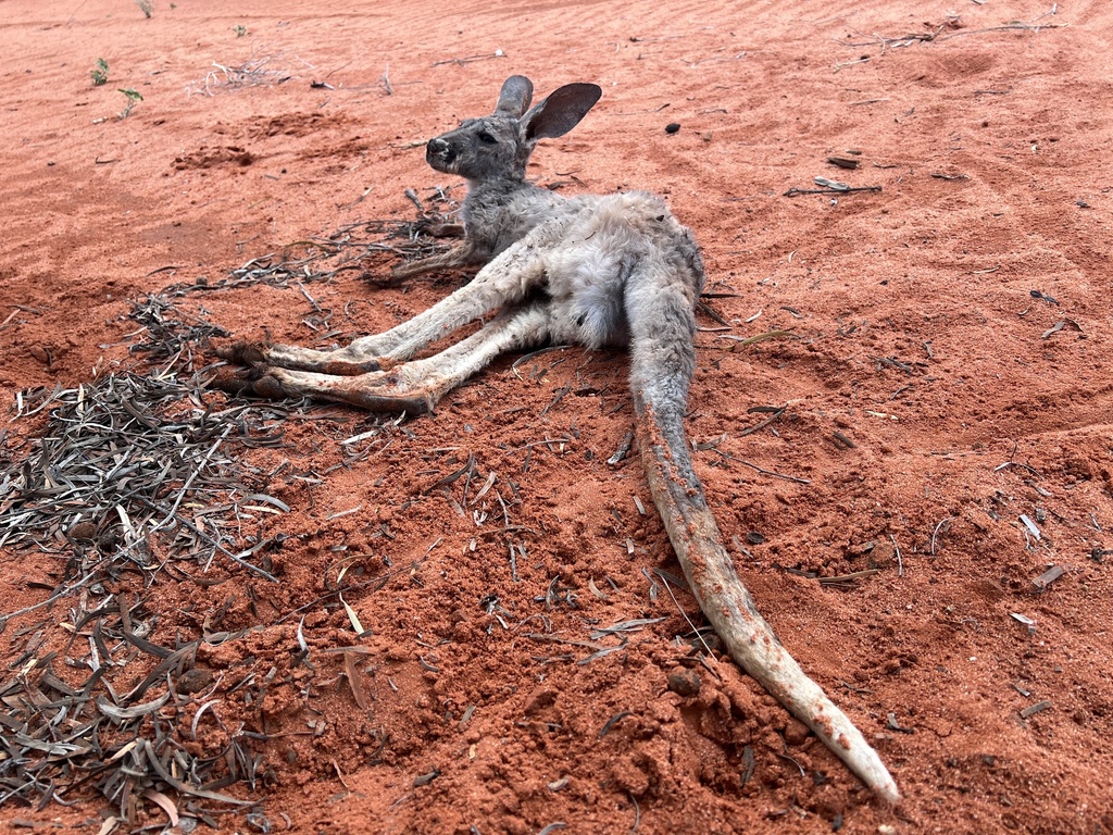 Red Kangaroo from Sturt National Park, Tibooburra, NSW, AU on December ...