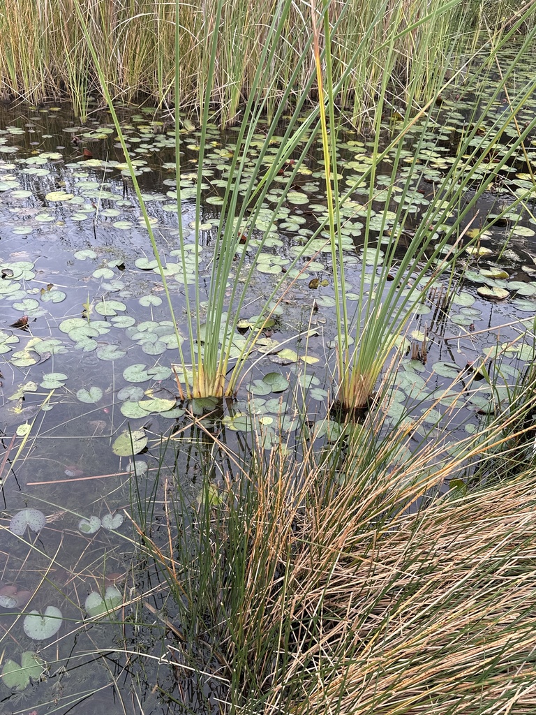 Cattails from N Oso Pkwy, Corpus Christi, TX, US on December 13, 2023 ...