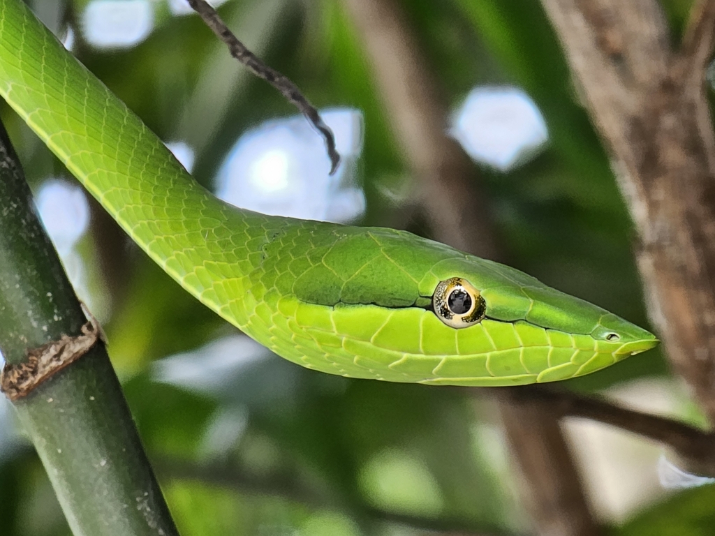 Green Vine Snake from CPH4+98, 77734 Grand Sirenis, Q.R., Mexico on ...