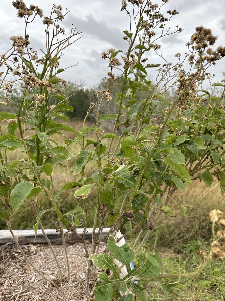Mexican Winged Crown-Beard from Corpus Christi, TX, US on December 13 ...