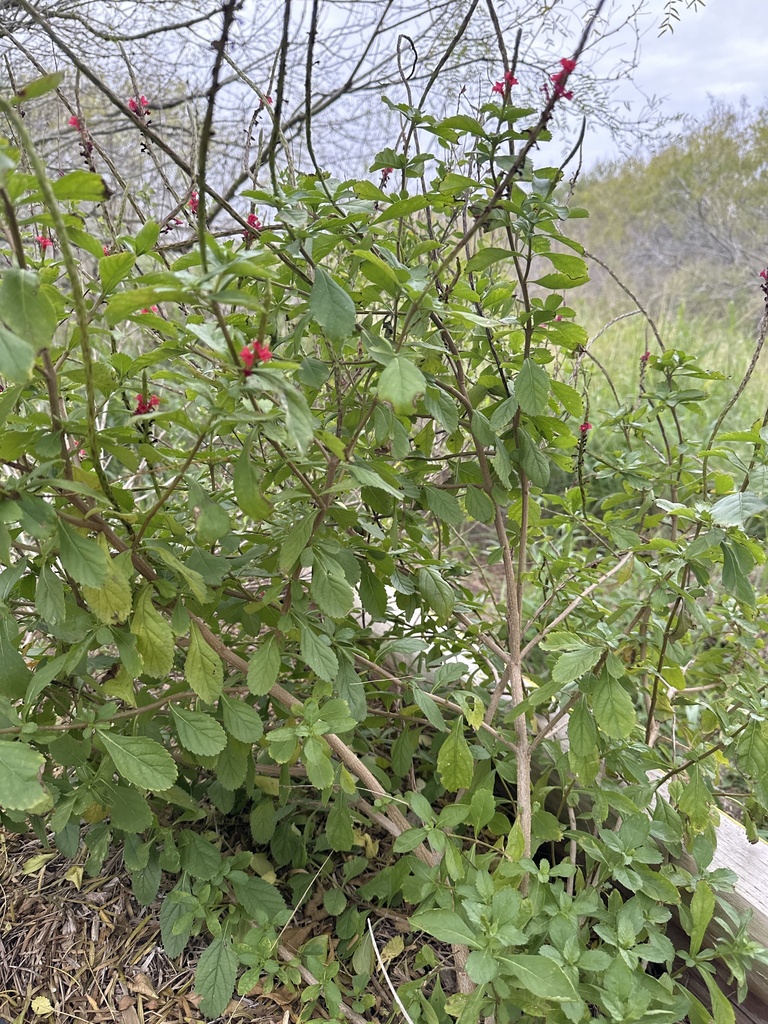 Porterweed from N Oso Pkwy, Corpus Christi, TX, US on December 13, 2023 ...