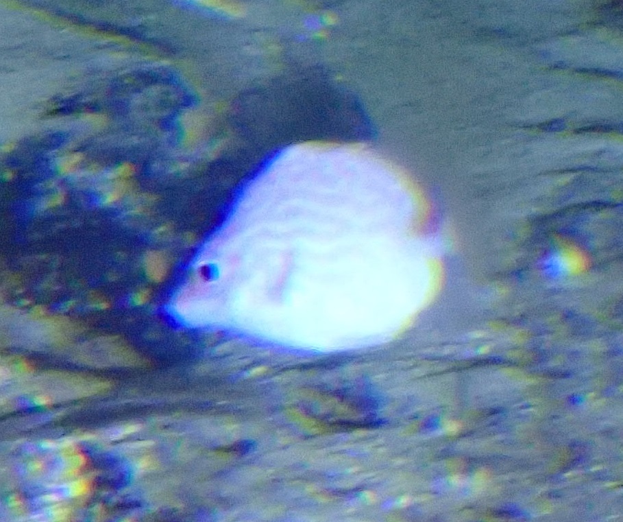 Reticulated Spikefish from Submarine Dr, West End, Honduras on July 27 ...